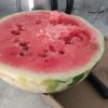 Иконка канала 🍉Пузик_Арбузик🍉