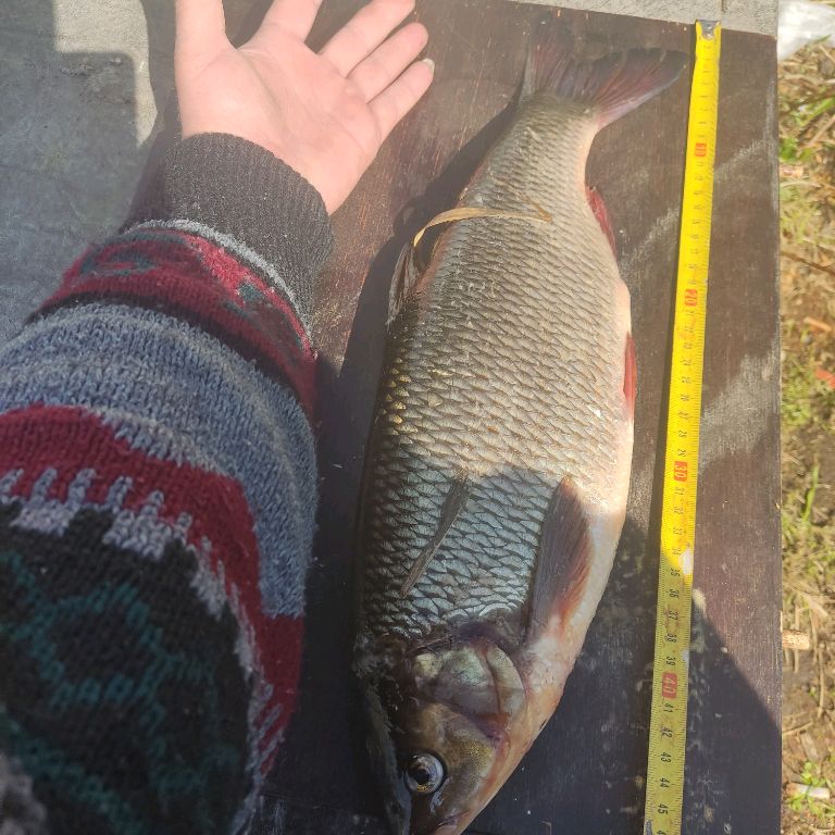 Иконка канала Бухичь