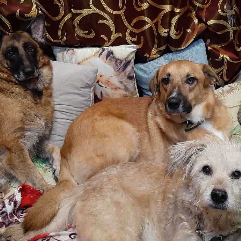 Иконка канала sorinka