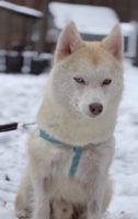 Иконка канала Помски Чарли / Pomsky Charlie