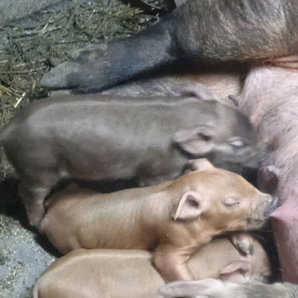 Иконка канала Калужский Дюрок