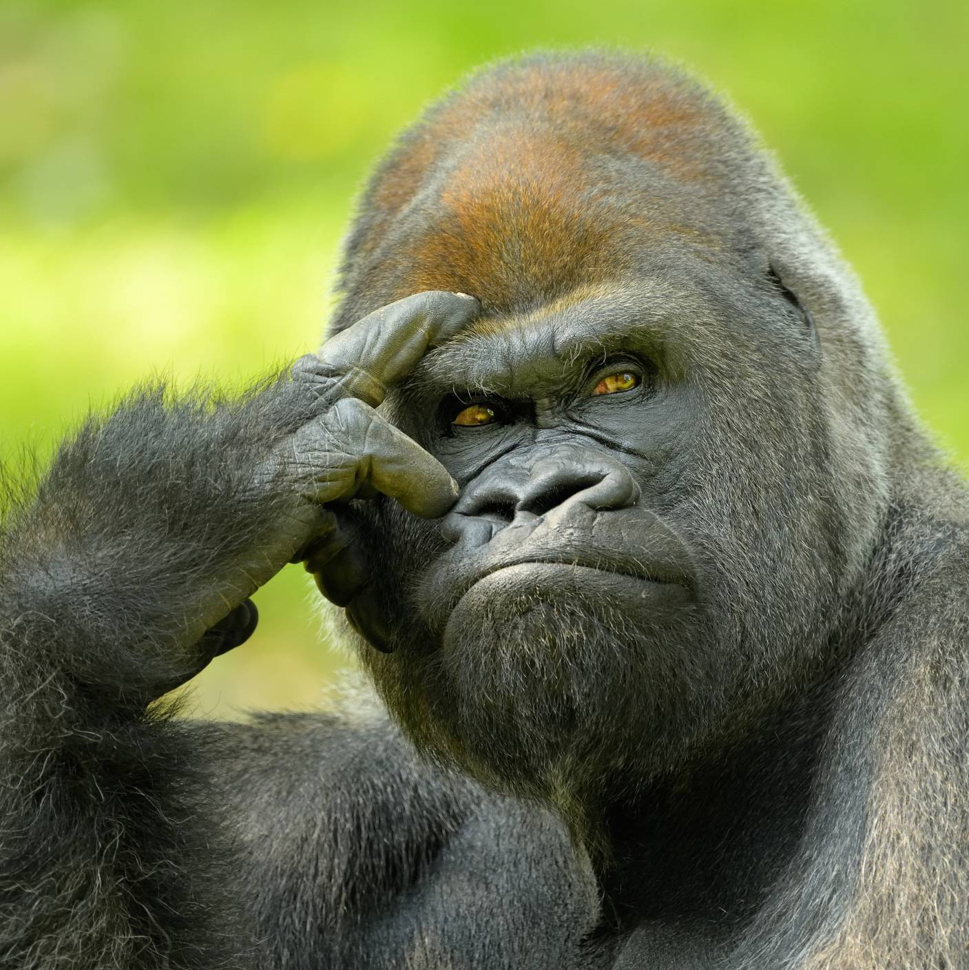 Иконка канала DENIUS