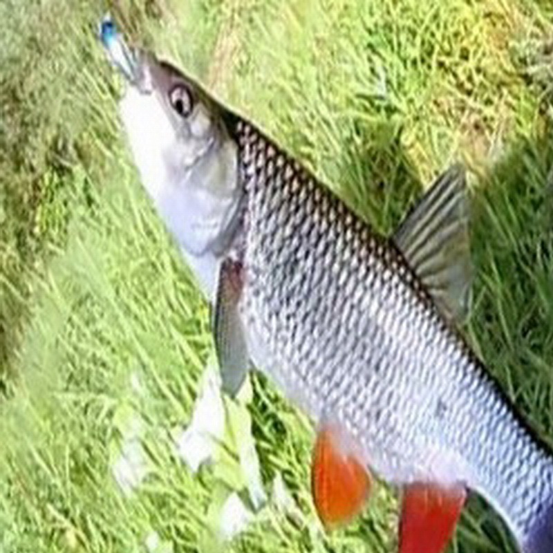 Иконка канала Голавль на спиннинг