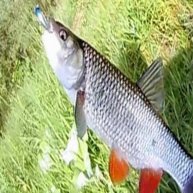 Иконка канала Голавль на спиннинг