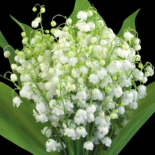 Иконка канала Крымское французское общество