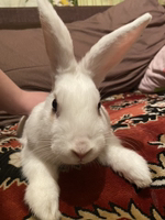 Иконка канала СВЕТЛАНКО