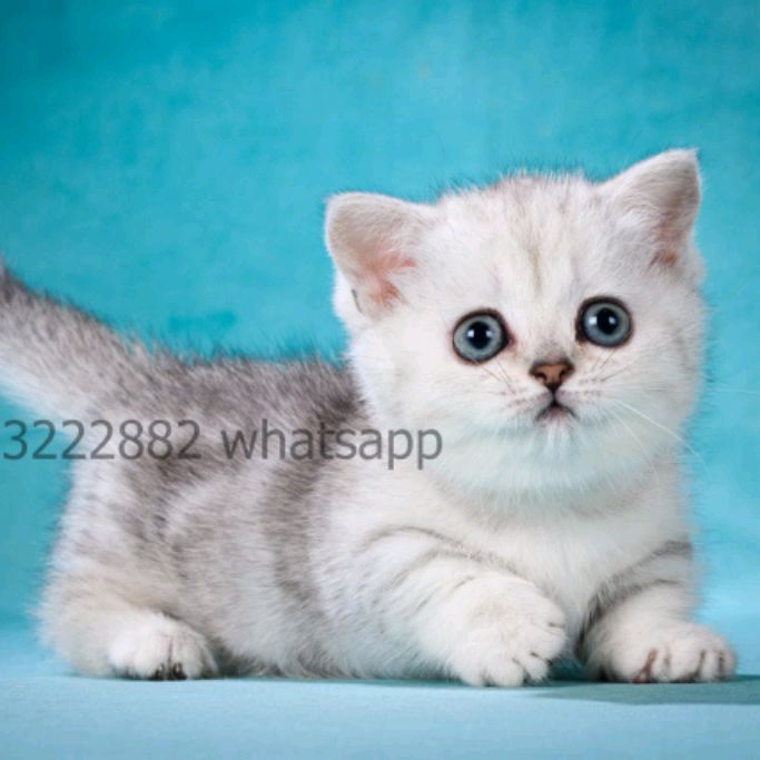 Иконка канала Котята всех пород. Кошки и коты. Все о кошках.