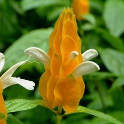 Иконка канала Pahistahisru