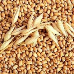 Иконка канала ФГИС "Зерно"