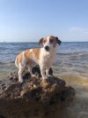 Иконка канала Собака Арчи ))