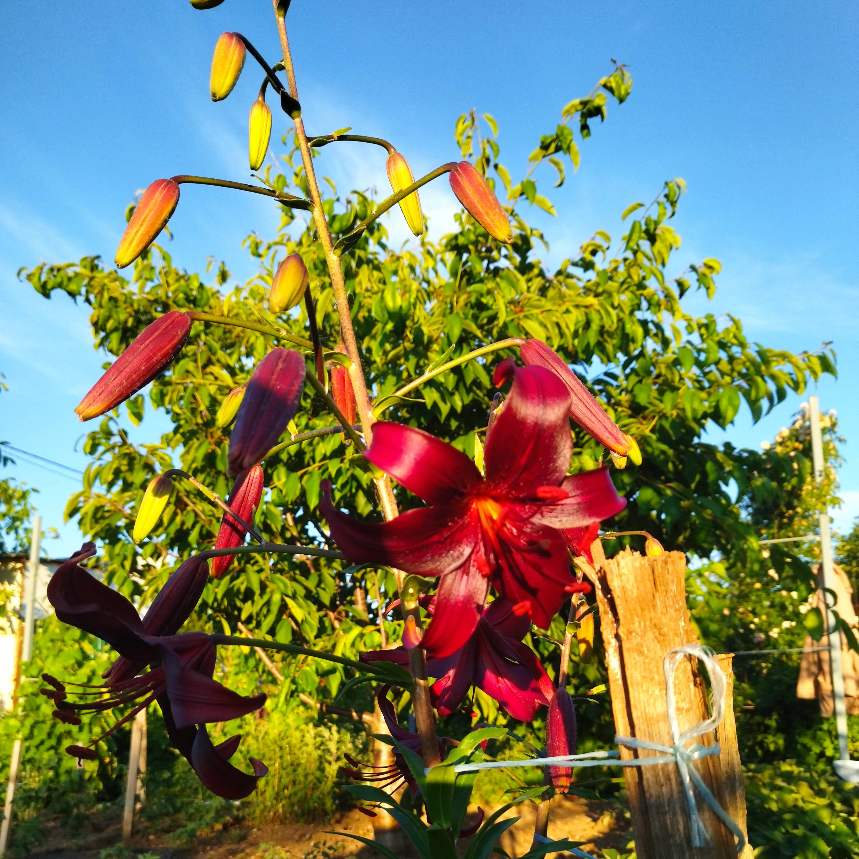 Иконка канала Моё первое слово ПАПА.