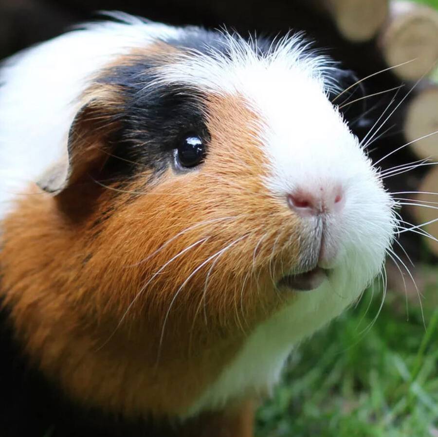 Иконка канала Морской Свин