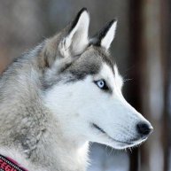 Иконка канала ХаскисТерра