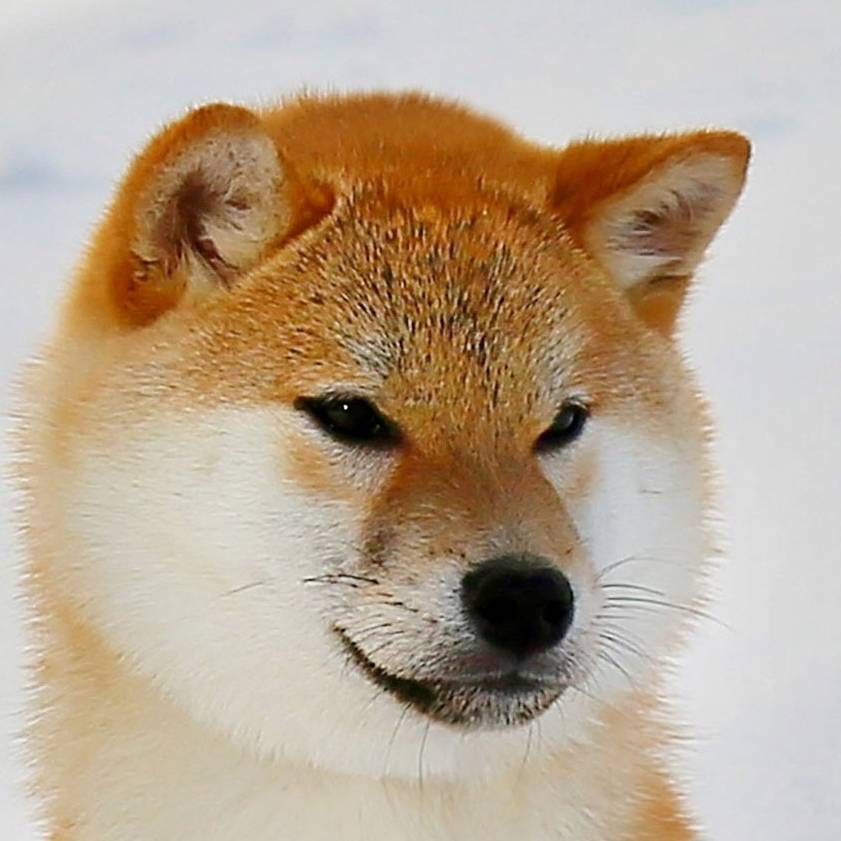 Иконка канала Hatsushiba Kennel