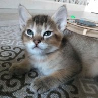 Иконка канала Чаузи питомник Sunrise Санкт-Петербург котята