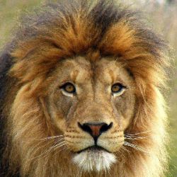 Иконка канала MaxiMusic