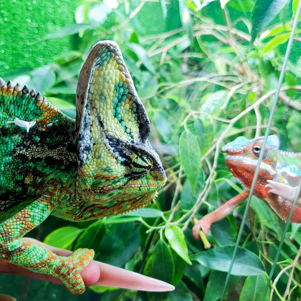 Иконка канала fantasticbeasts39