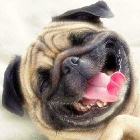 Иконка канала New g Net