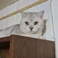 Иконка канала revro