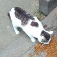 Иконка канала Александр - Котофеич