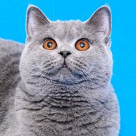 Иконка канала Питомник Британских кошек 7-cat