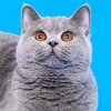 Иконка канала Питомник Британских кошек 7-cat
