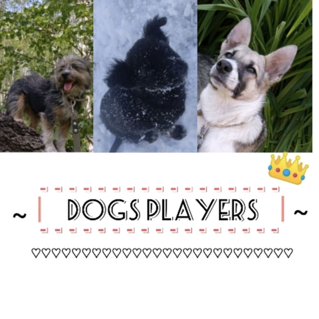 Иконка канала DOGS PLAYERS