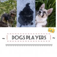 Иконка канала DOGS PLAYERS