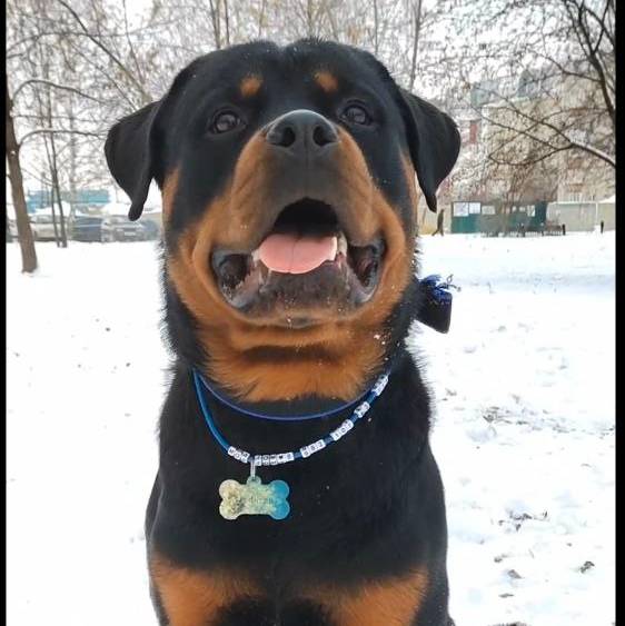 Иконка канала Собачий Влог Ротвейлер