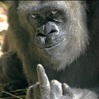 Иконка канала Grey Gorilla