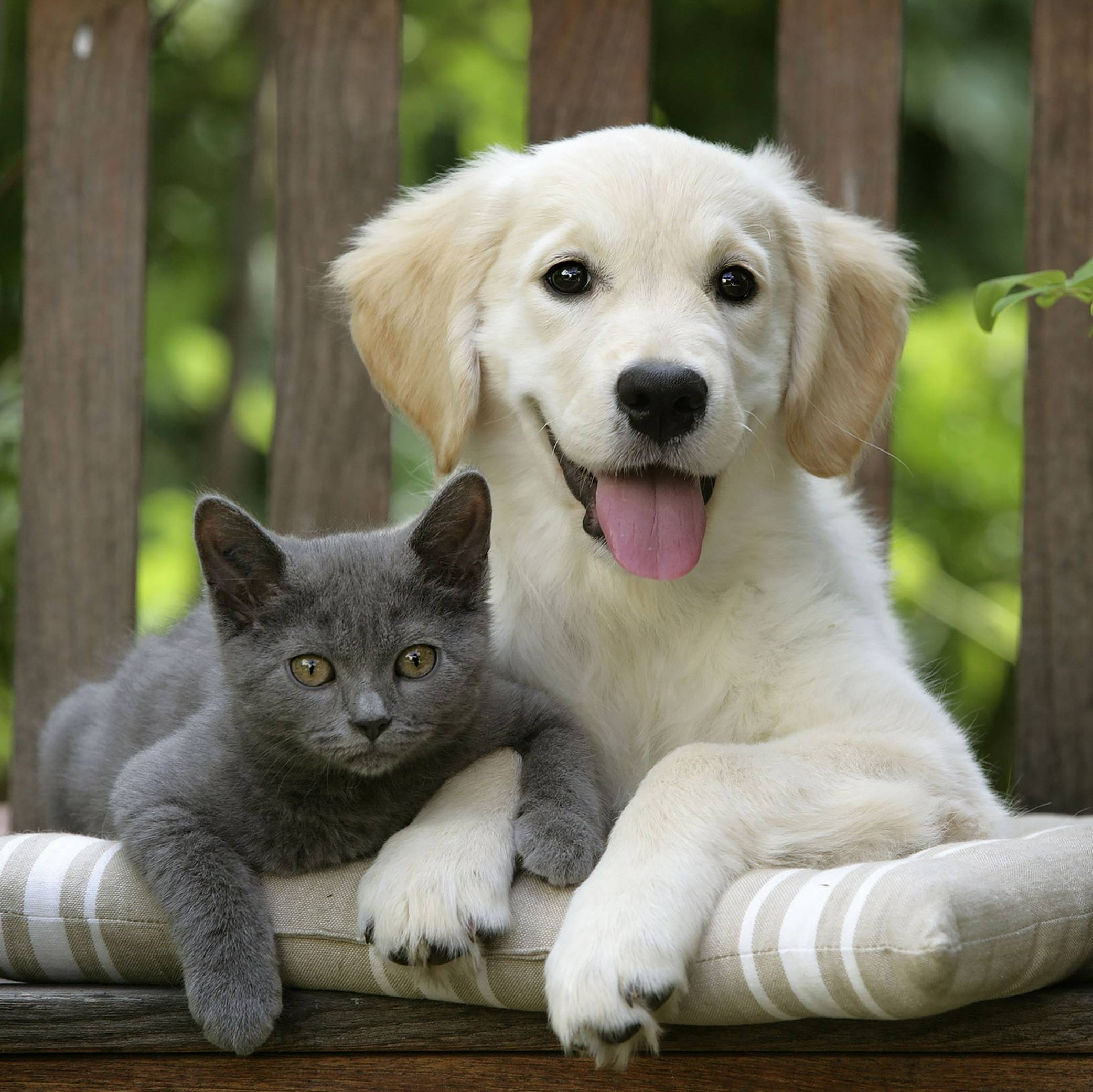 Иконка канала Доброе сердце животных