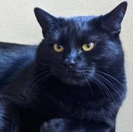 Иконка канала Кошка