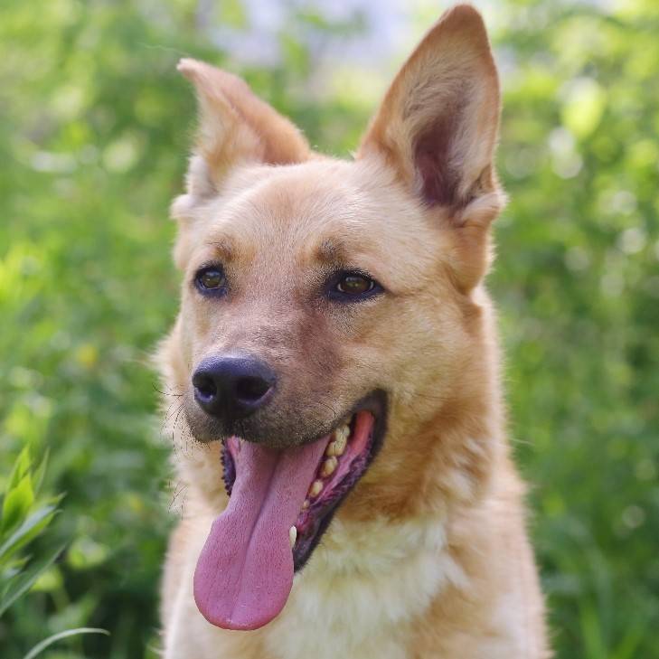 Иконка канала Собачи бабачи