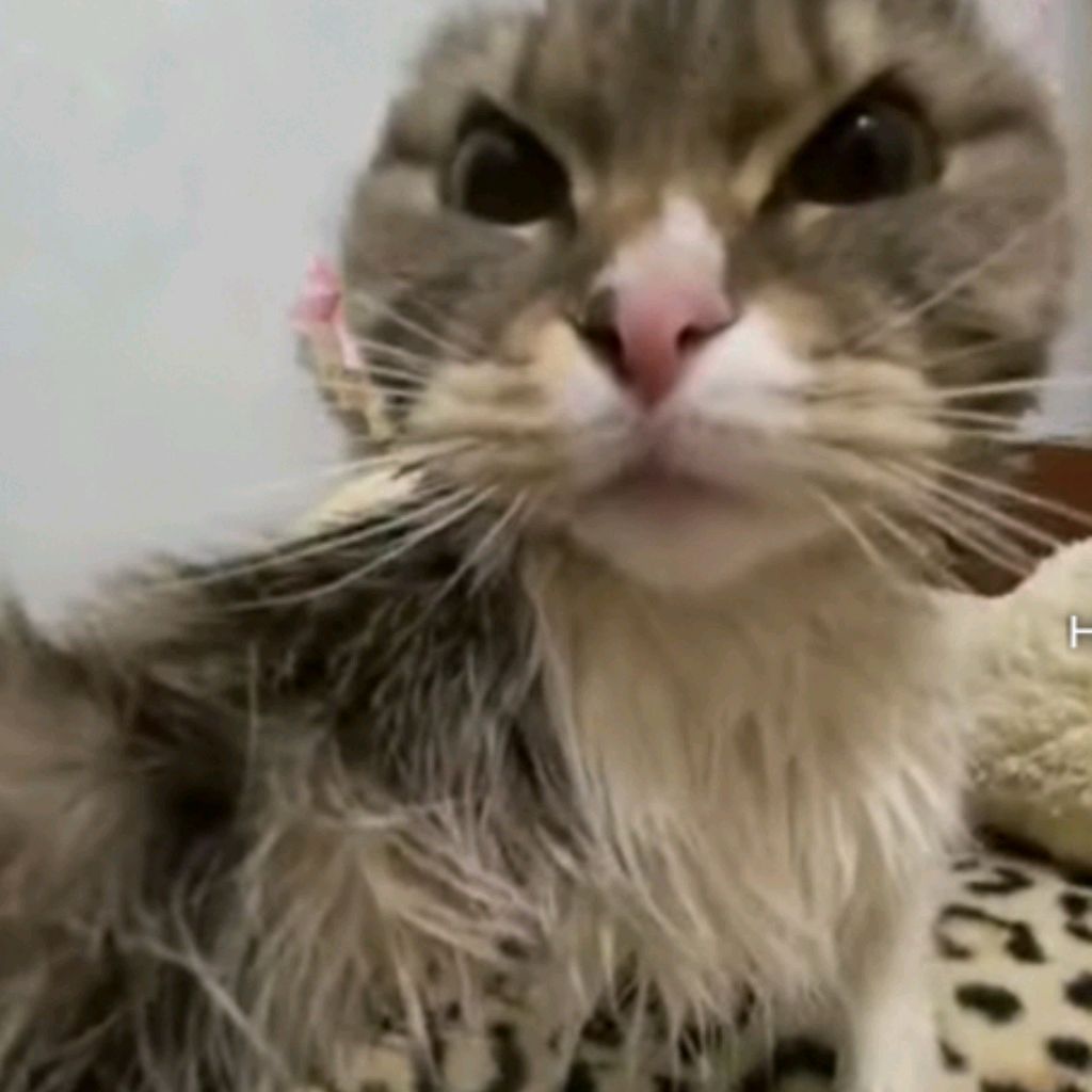 Иконка канала Стэн