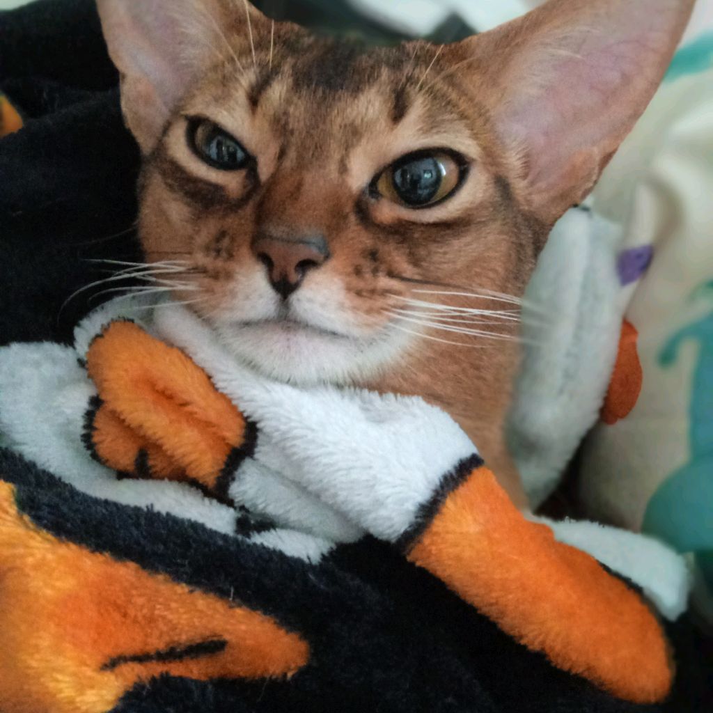 Иконка канала GUSIK-CAXAROK