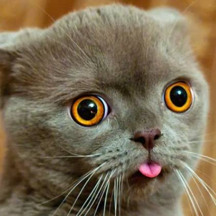 Иконка канала ✅ Приколы с животными - Улетный Юмор