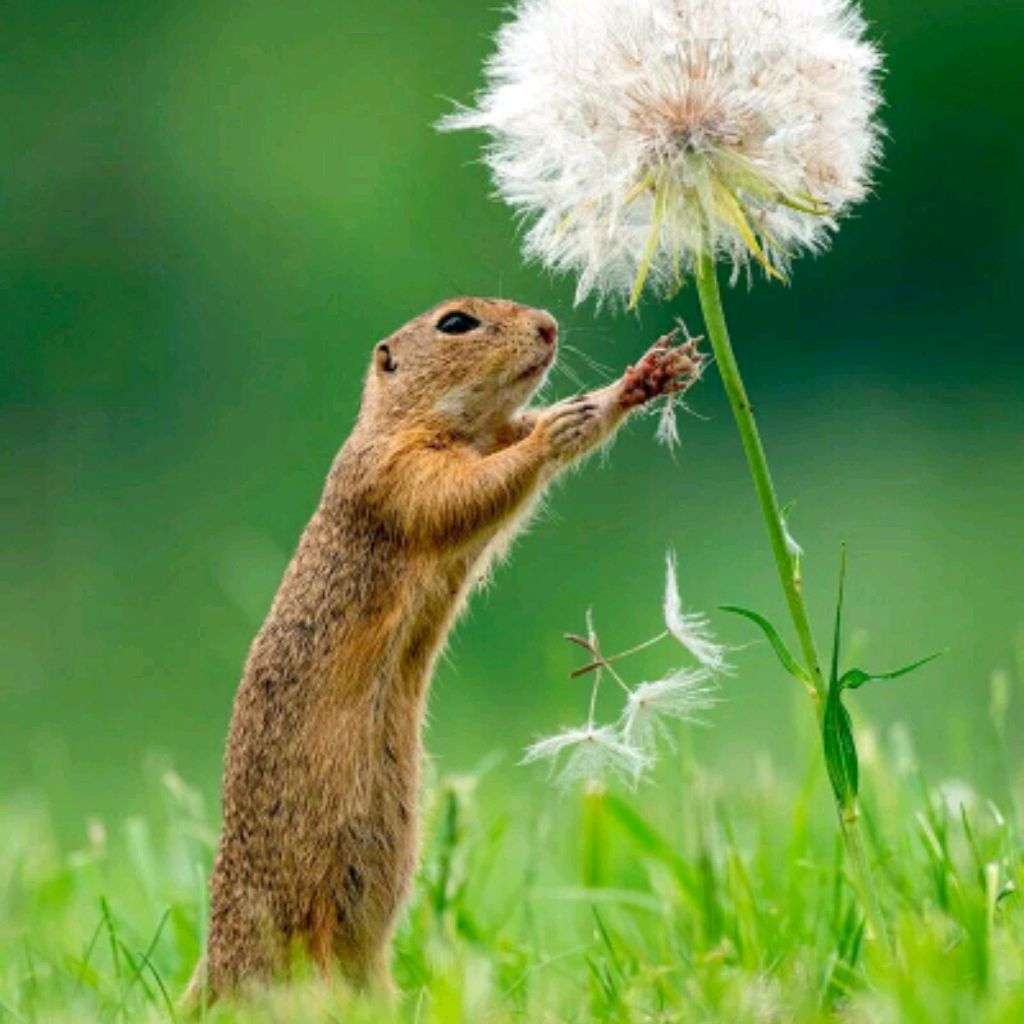 Иконка канала |ПРИРОДА|ЖИВОТНЫЕ|