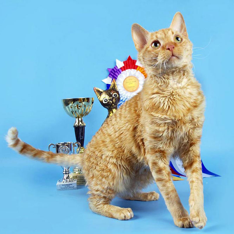 Иконка канала уральский рекс