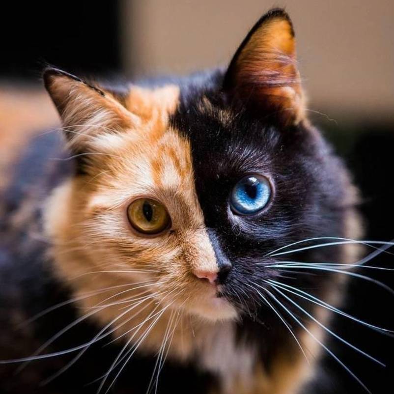 Иконка канала Cat Kingdom TV