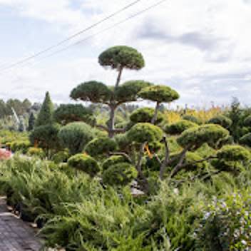 Иконка канала FixGarden - питомник растений