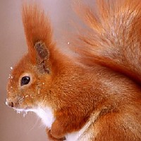 Иконка канала Хитр из Дупла