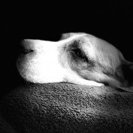 Иконка канала GalapagosMoscow