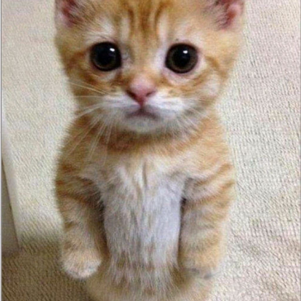 Иконка канала Flopa