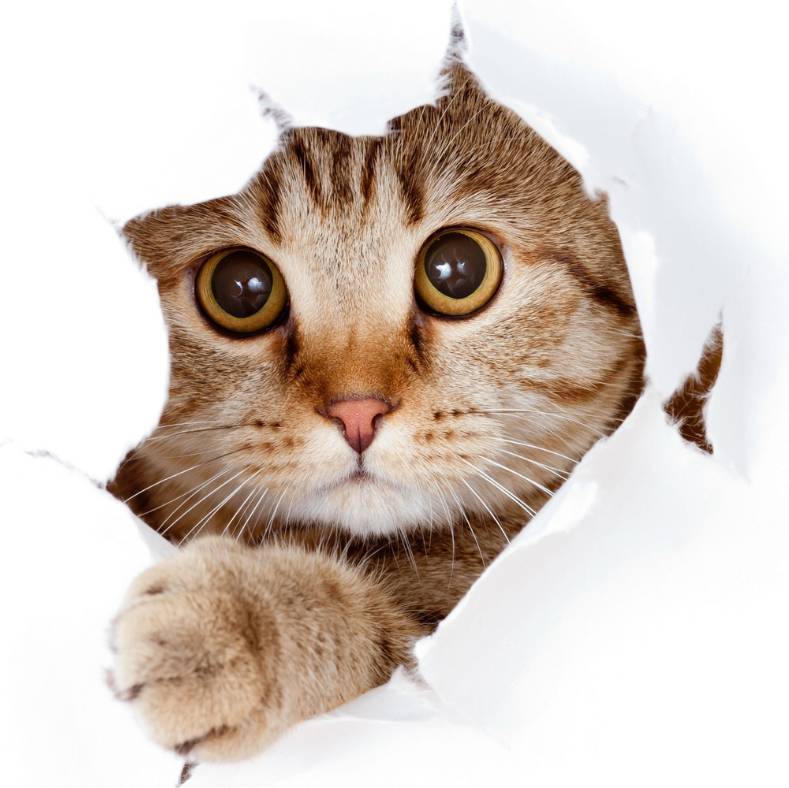 Иконка канала channel31186868