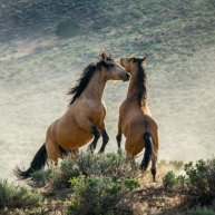 Иконка канала Живая Природа