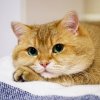Иконка канала Ой, животные