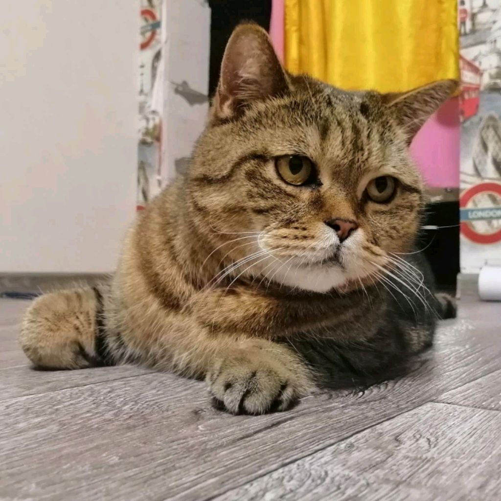 Иконка канала TIMDIM575