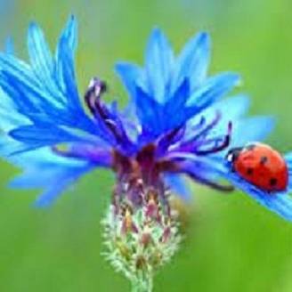 Иконка канала Серега (Cezet)