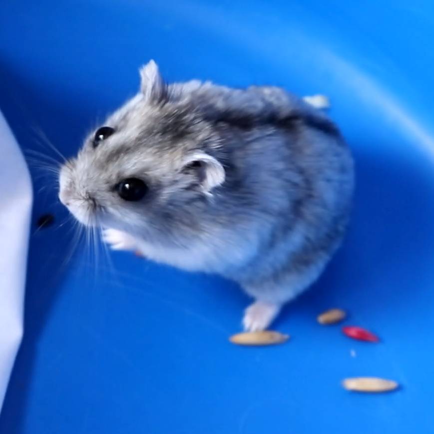 Иконка канала Веселые грызуны