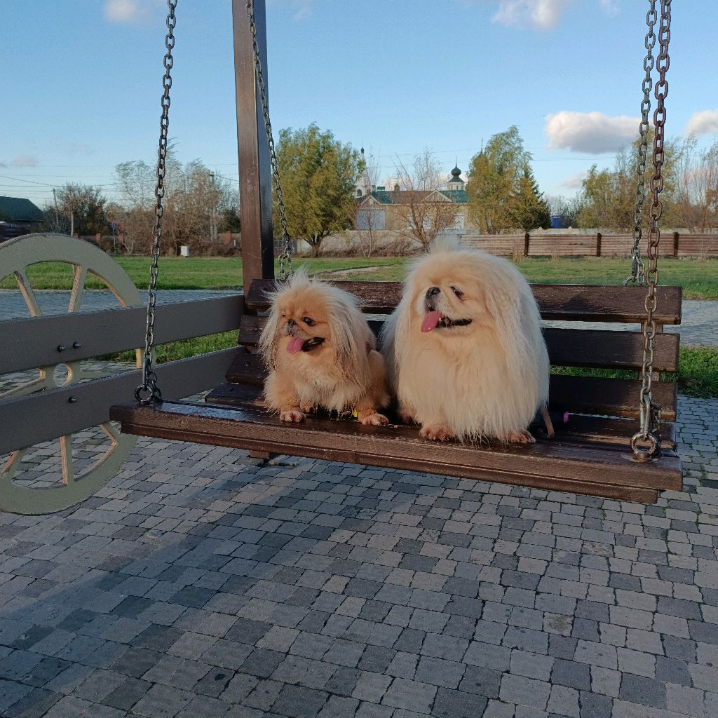 Иконка канала ПЕКИНЕСЫ _МИША & СОНЯ